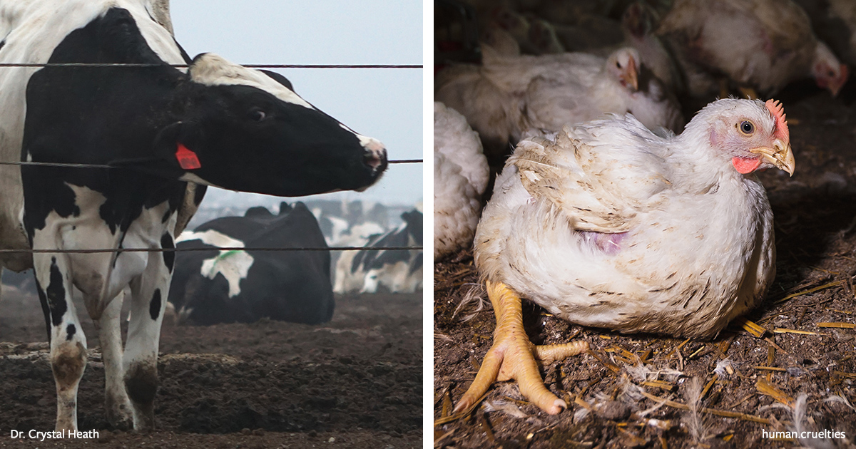 Government Response To Bird Flu Is Inadequate To Prevent A Pandemic