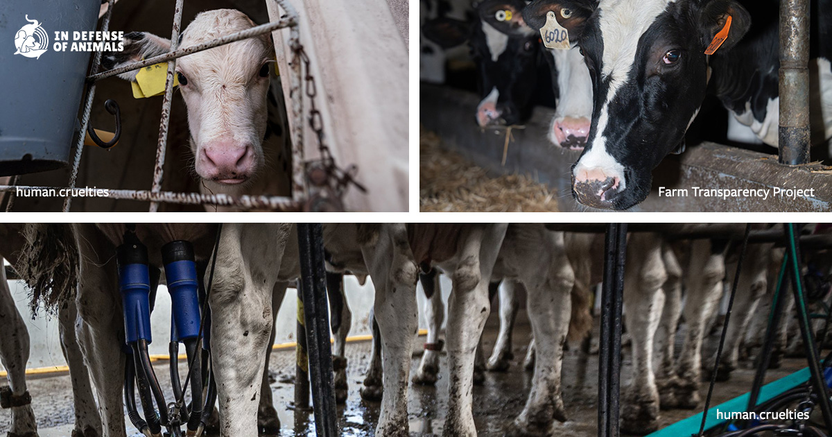 Halt Mega-Dairy Expansion in North Dakota to Defend Animals & Ecosystems