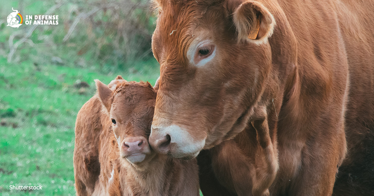 WATCH: Celebrate International Calf & Cow Mothers’ Day Inaugural Global ...