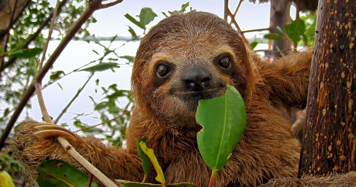 Demand End To Butchering of Sloths and Animal Activists for Cocaine ...