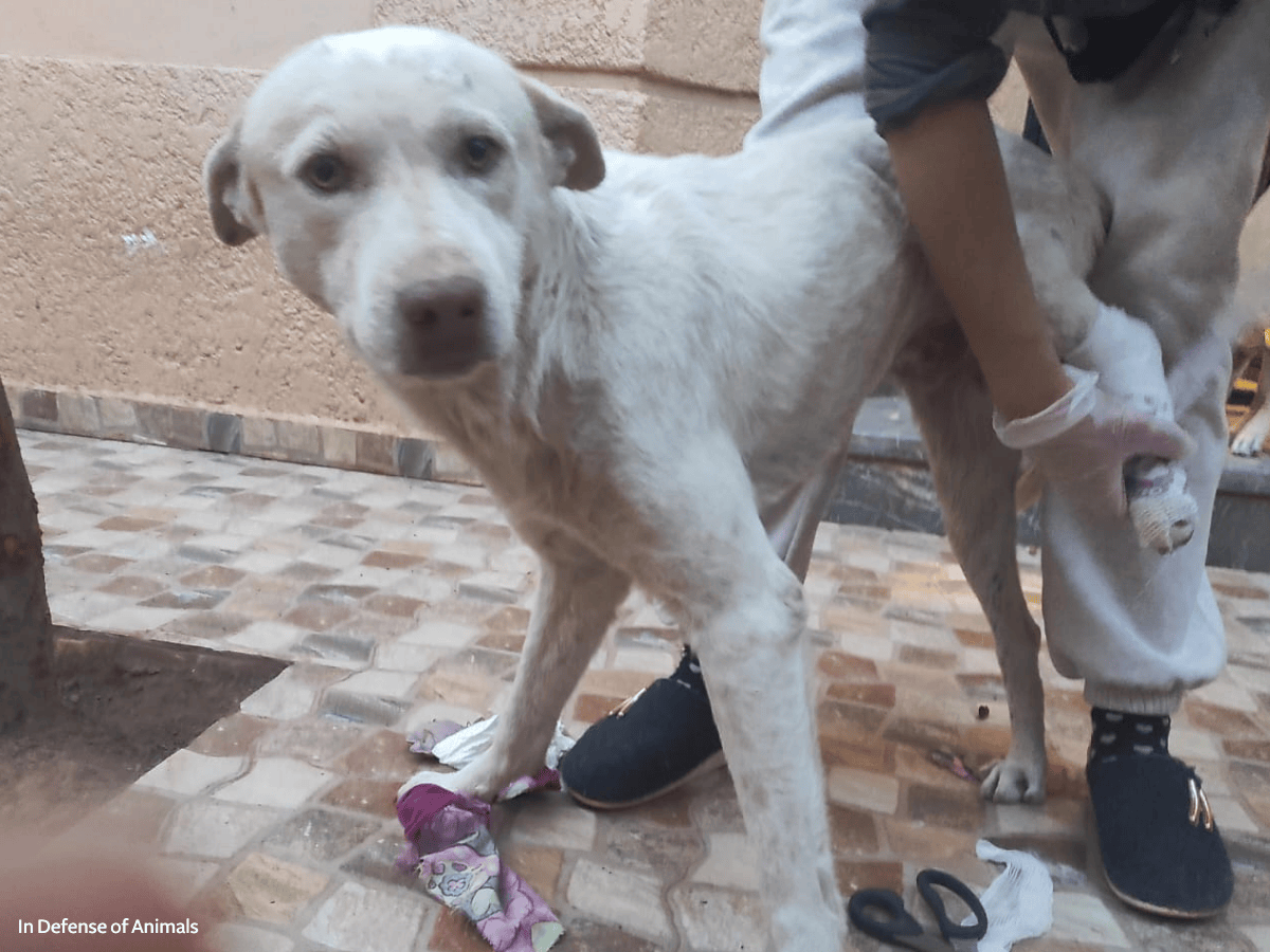 Dogs in Morocco Are Still Being Killed Ahead of FIFA World Cup, but ...