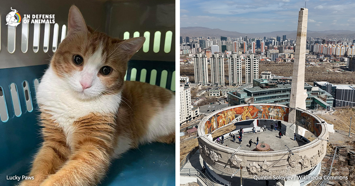 Mongolia’s First Rural Spay/Neuter Pilot: A Model for the World