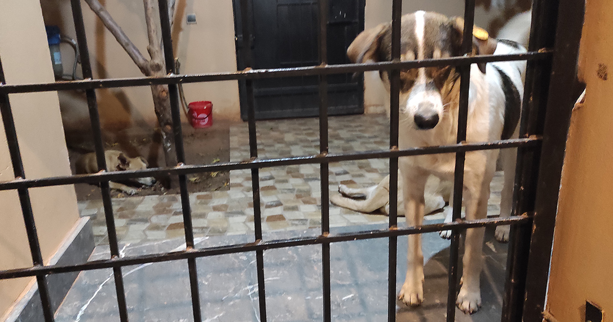 Dogs in Morocco Are Still Being Killed Ahead of FIFA World Cup, but ...