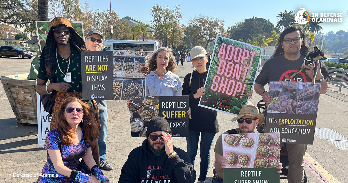 WATCH: Activists Protest Against Animal Cruelty at Pomona’s Reptile ...