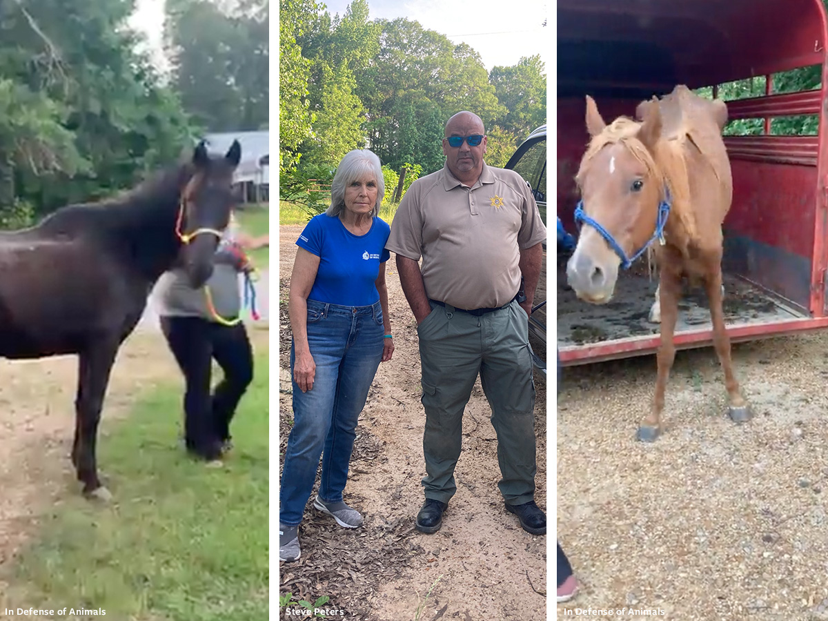 WATCH: Victory! Justice Served for Inexcusably Neglected Horses