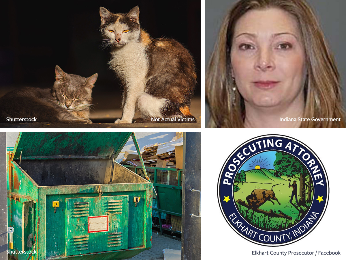 Prosecutor Refuses to Re-File Charges for Men Who Cruelly Killed Cats ...