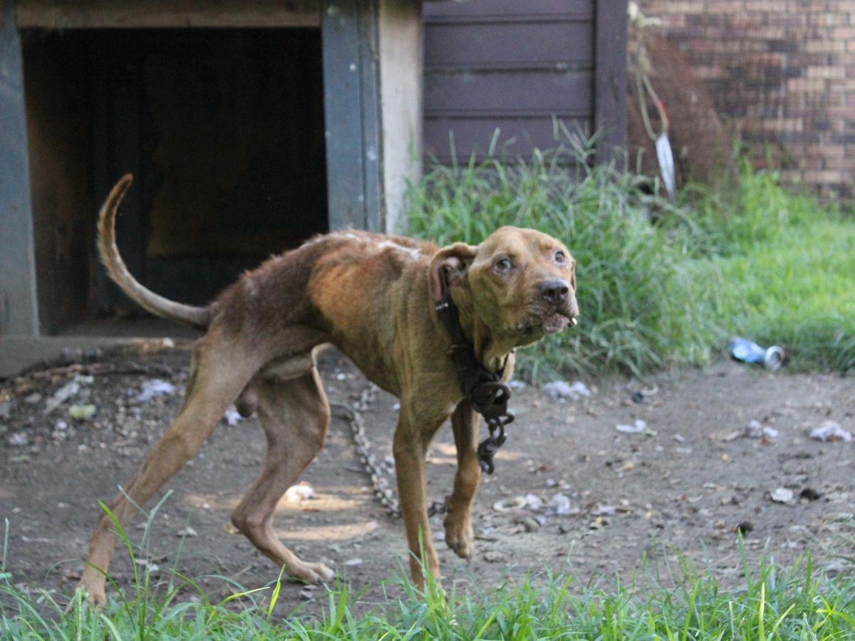 In Defense of Animals Exposes the Plight of Chained Dogs During ...
