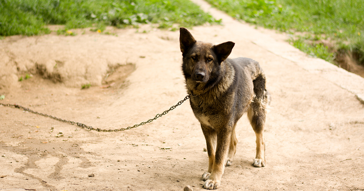 Urge Mississippi Lawmakers to Step Up for Cruelly Tethered Animals