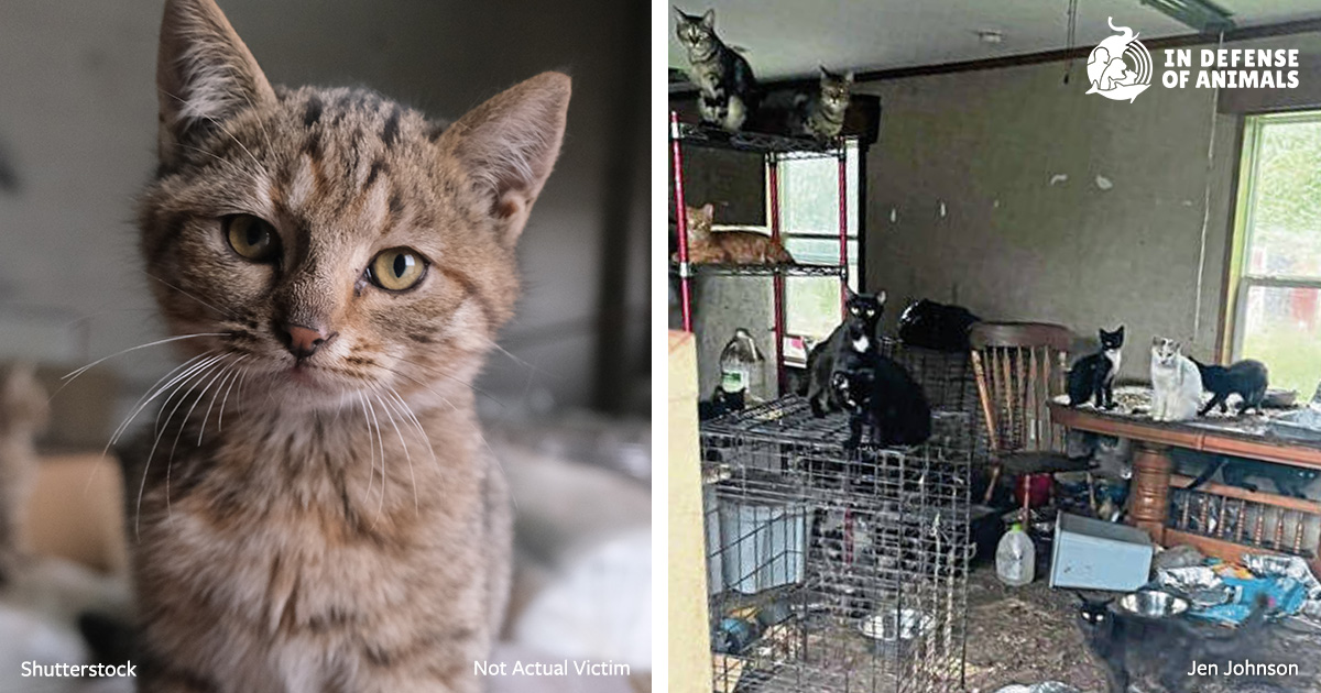 UPDATE: 300+ Severely Neglected Cats, 13 Dead, — Court Outrageously ...