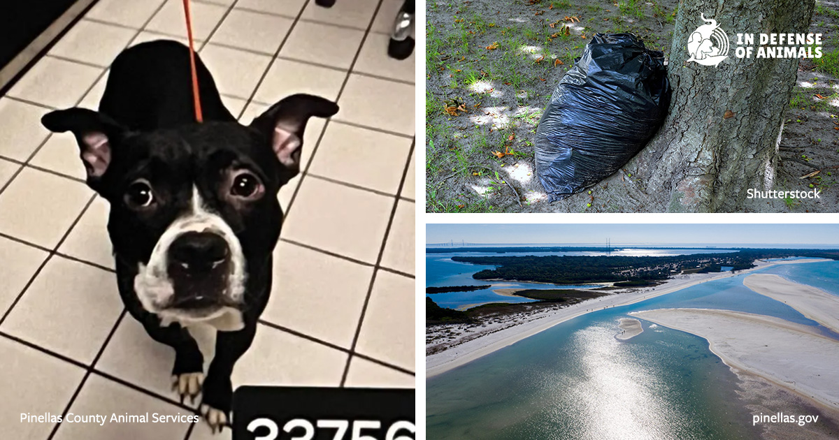 Victory! Man Hit With Maximum Sentencing After Decapitating Dexter the ...