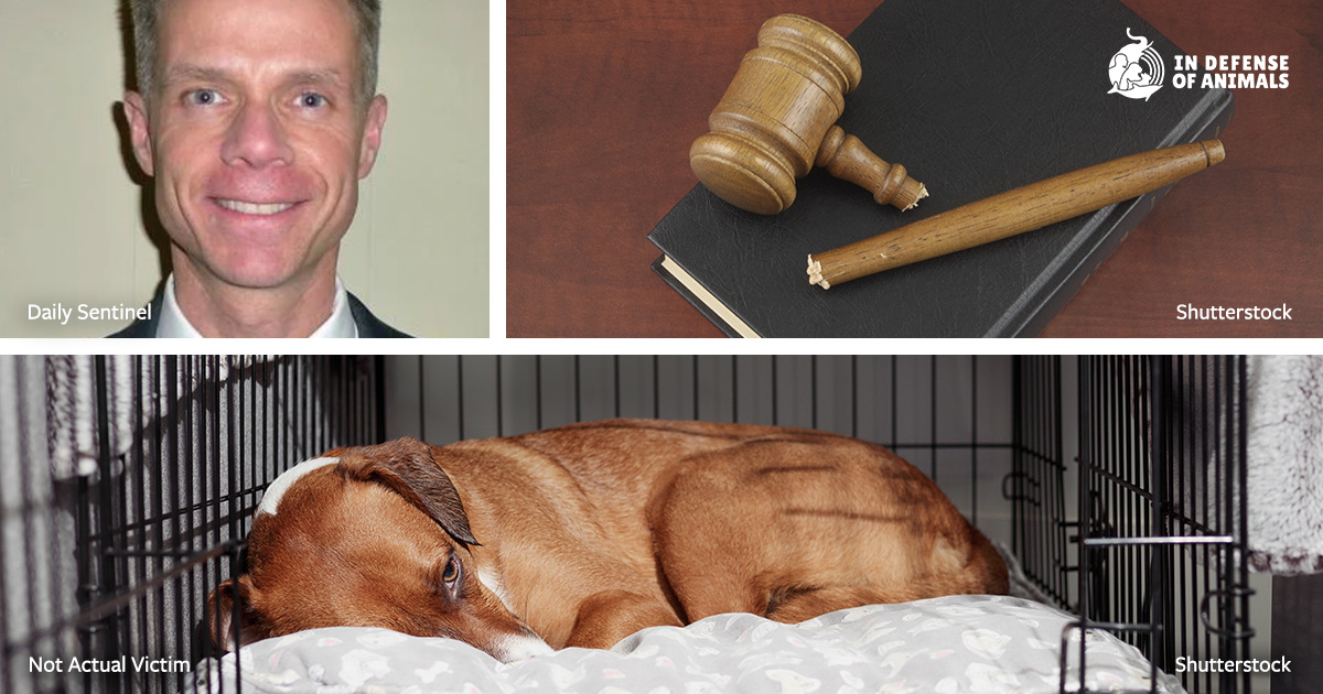 UPDATE: Justice Denied for Dog Sealed in Closet to Die by a New York Woman