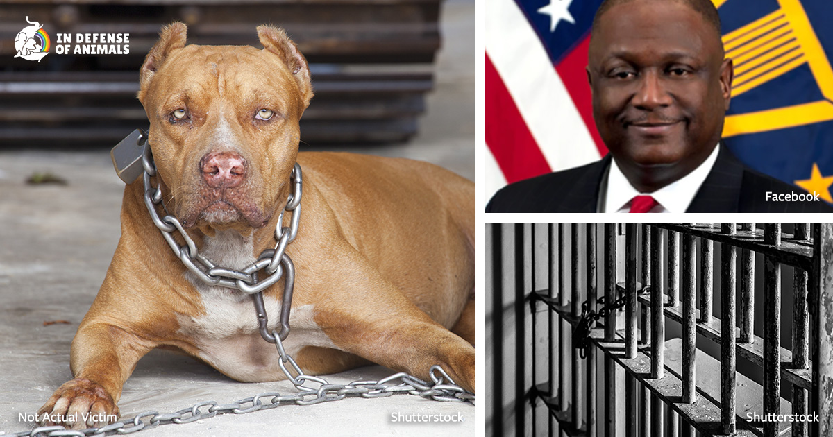Victory! Pentagon Official Sentenced to Prison for His Role in ...