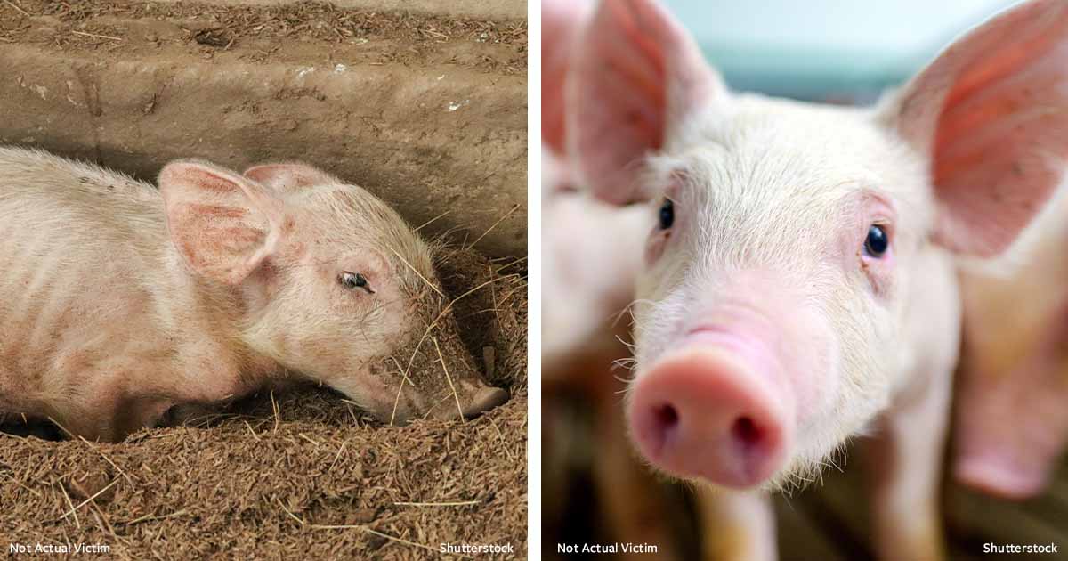UPDATE: No Justice for 1,000 Pigs Left to Die Slowly in Iowa