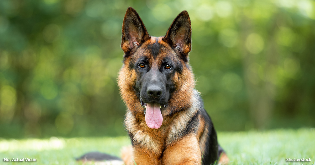 MEDIA RELEASE: Jones County Woman Will Serve 4 Years for Bestiality and ...