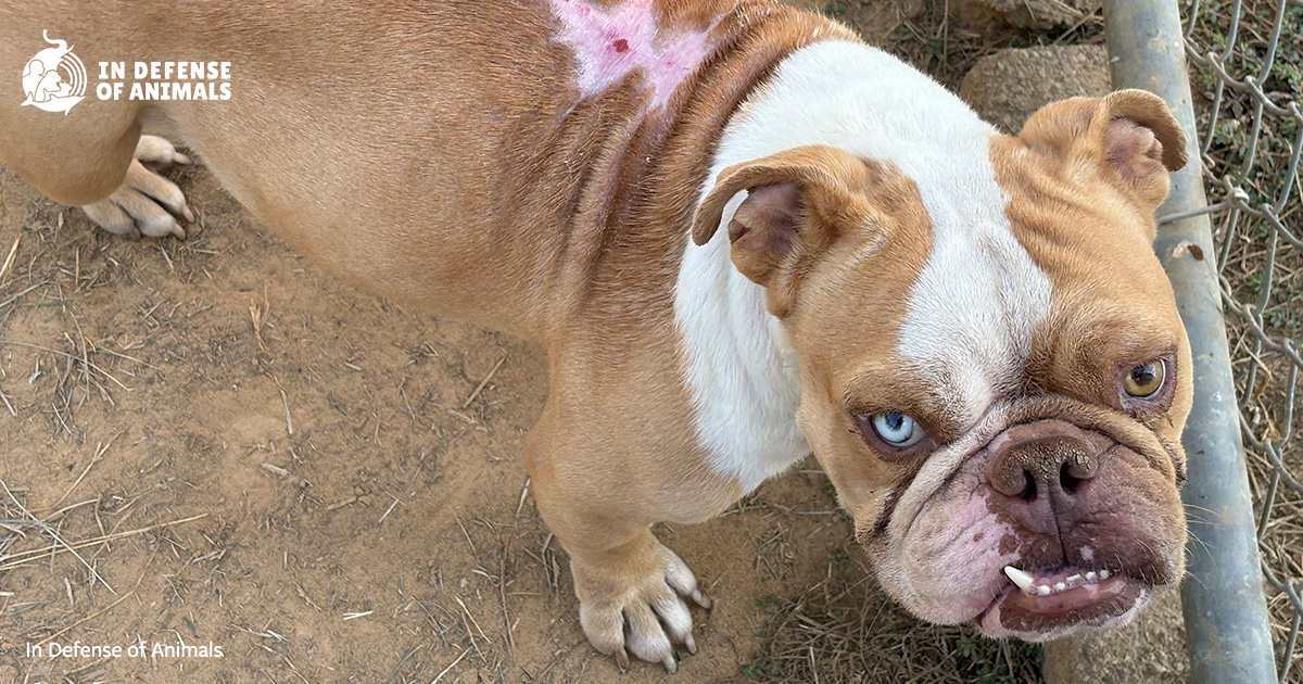 WATCH: Jackson the Dog Survived a Deliberate Burn