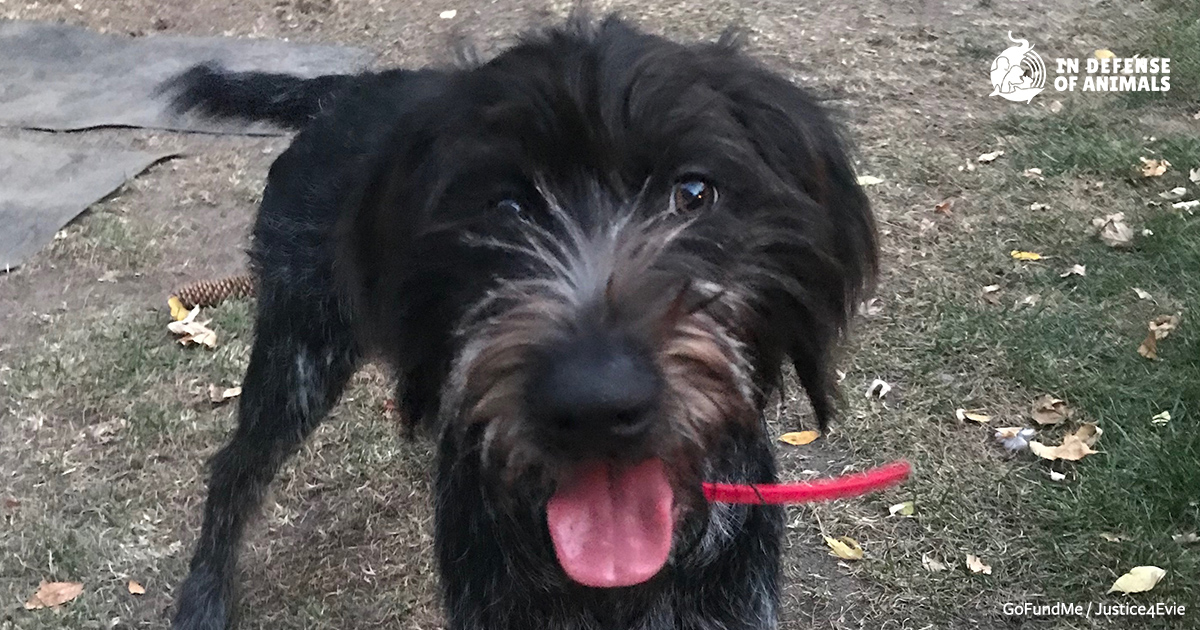 MEDIA RELEASE: Minnesota Trainer Who Tortured and Killed Dog Acquitted
