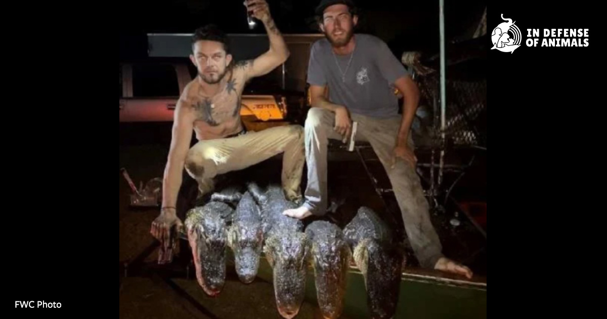 MEDIA RELEASE: Florida Man Charged With Poaching 13 Alligators Sentenced