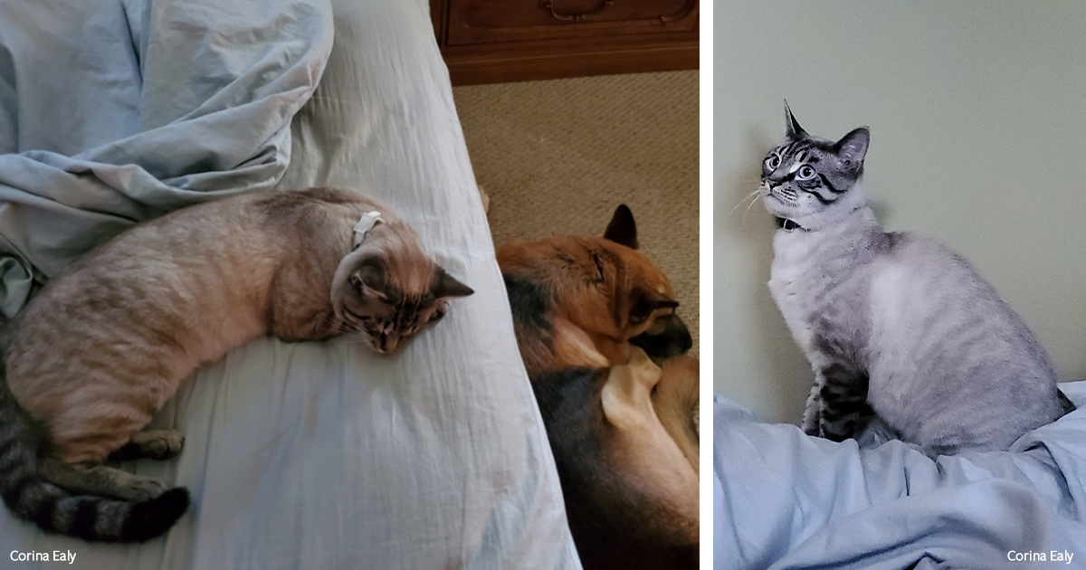 Demand Justice for Cat Who Was Tortured and Burned