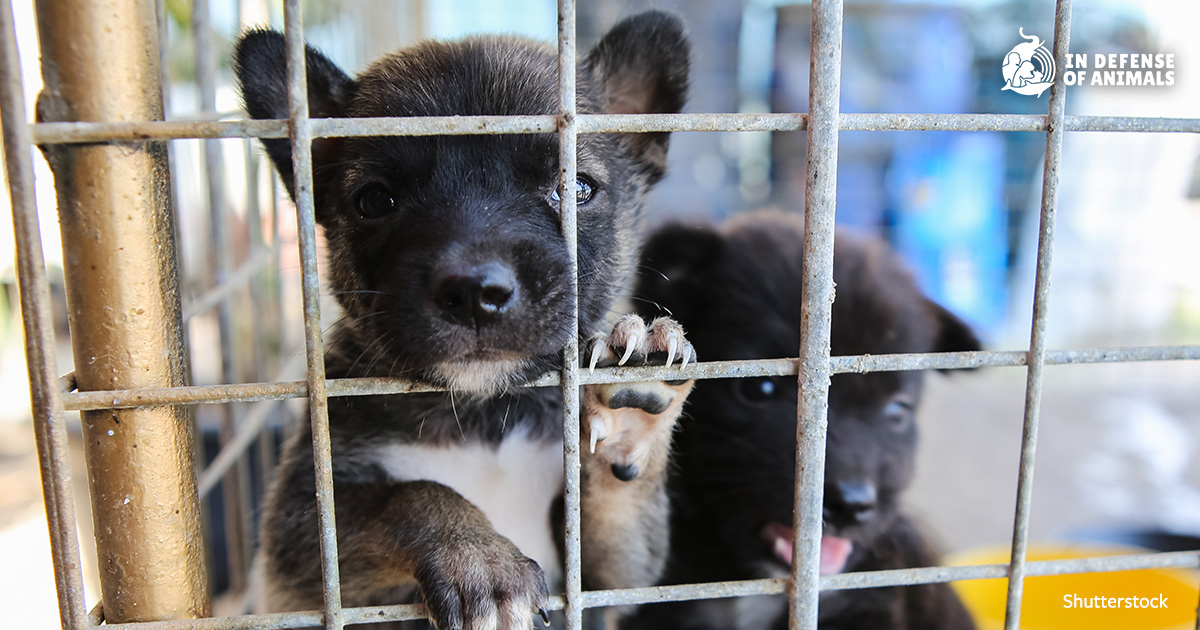 San Francisco: Join a Screening on Dog Breeding & Tackle the ...