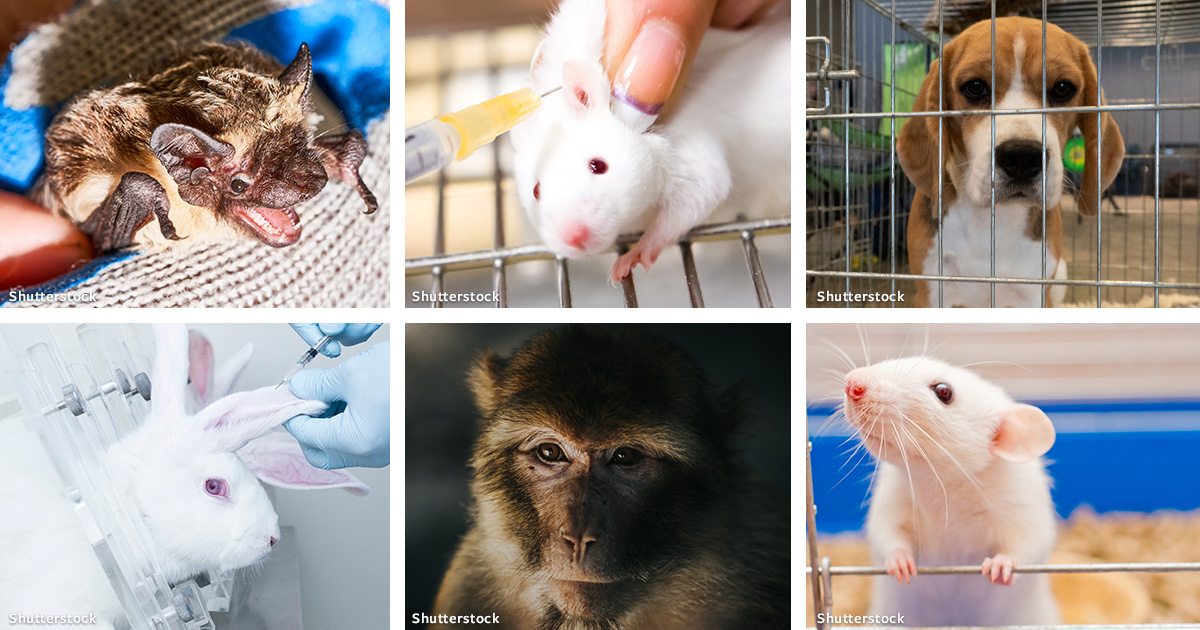 Urge Congress to Defund Animal Abuse in Foreign Laboratories