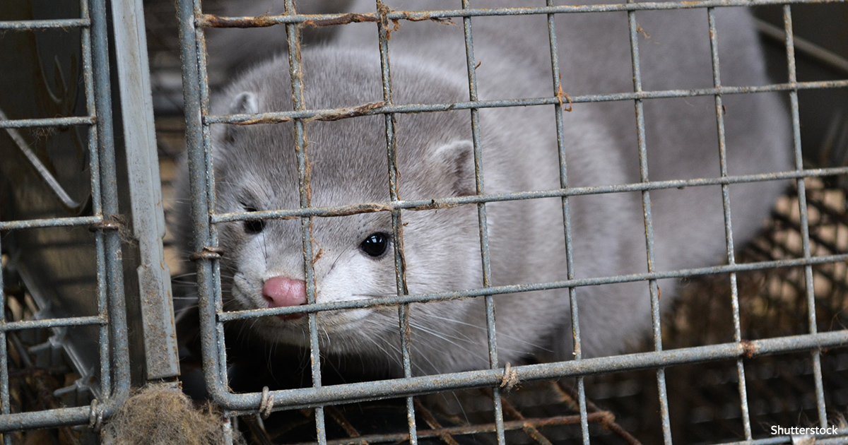 Fur Free Friday Is Just Around The Corner
