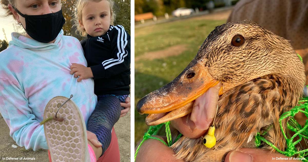 MEDIA RELEASE: VIDEO: Lake Balboa Park: Waterfowl Deathtrap & Human ...