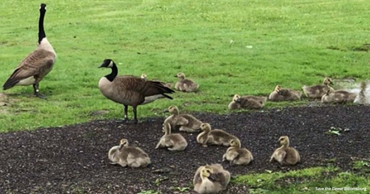 Victory: Bloomsburg Goose-Killing Contract Scrapped for 2022 & 2023