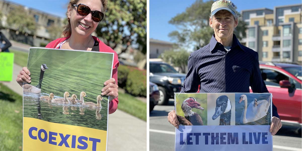 MEDIA RELEASE: Protestors Take Over Busy Intersection to Oppose Goose ...
