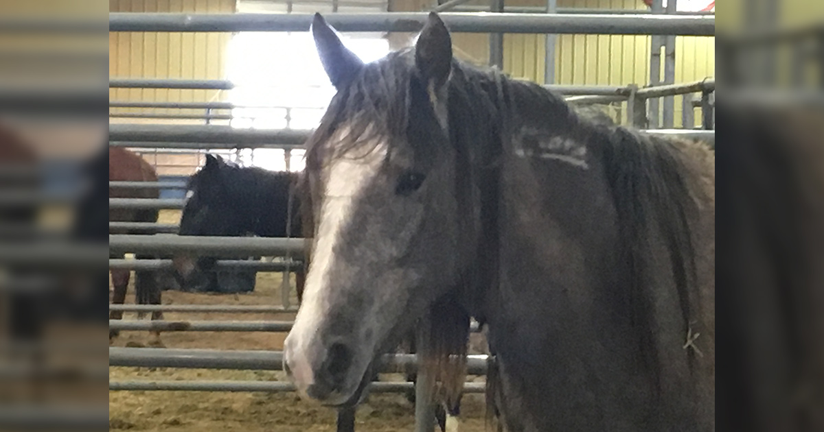 URGENT: Reject Massive Slaughter of Thousands of Wild Horses and Burros ...