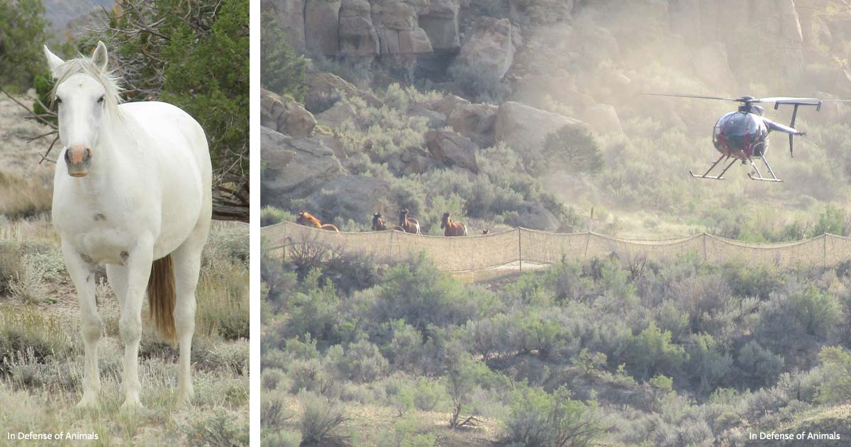 Overhaul the Nefarious Government Wild Horse and Burro Program