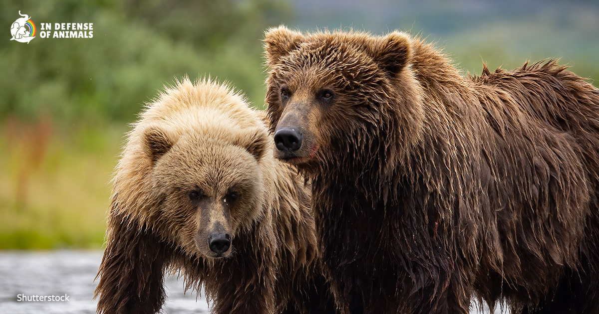 Victory! Alaska’s Bears Saved from Aerial Slaughter — For Now