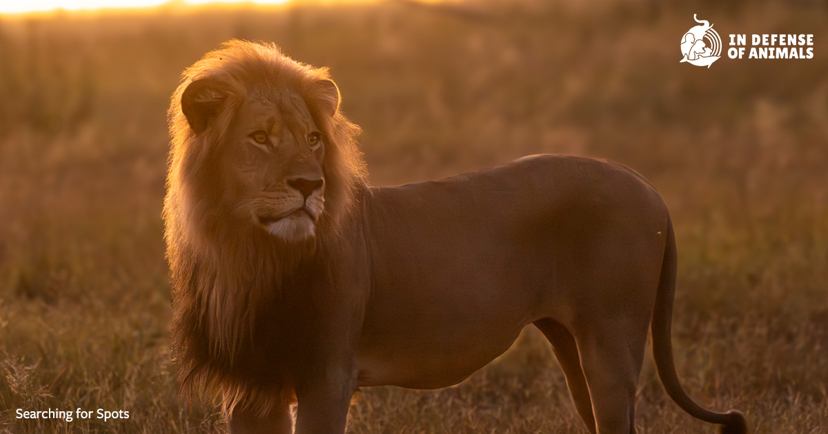 Blondie’s Legacy: Ban Collared Lion Trophy Hunting in Zimbabwe