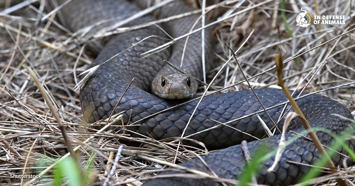 It’s Now the Year of the Snake, But Snakes Always Deserve Respect