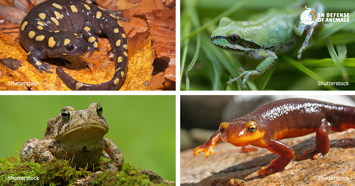 Save Amphibians