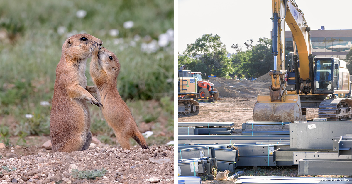 Save Prairie Dogs From Being Bulldozed in Colorado