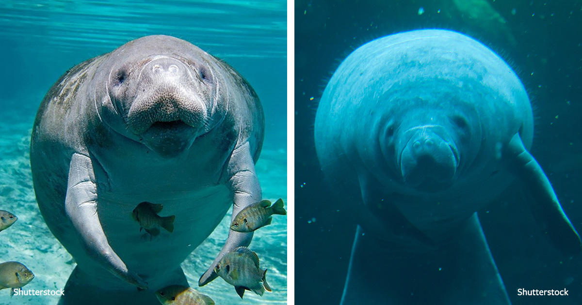 Manatees Playing With Humans