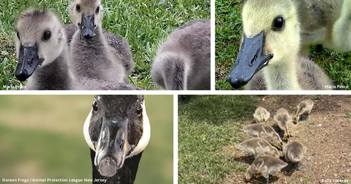 Goose Lives Saved & Lost in 2023