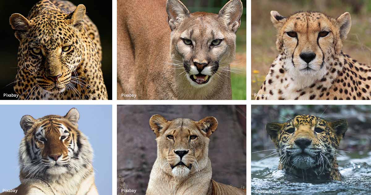 Protect Big Cats from Being Drugged for Selfies!
