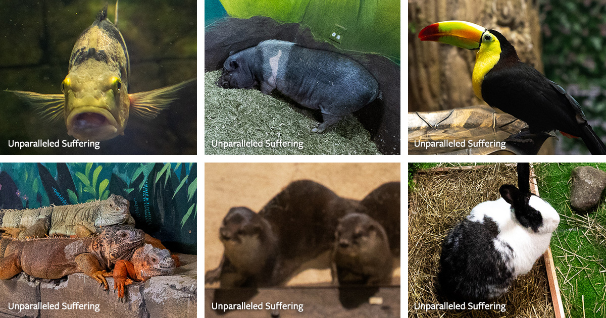 Chronic Animal Suffering at SeaQuest Calls For Shutdown, Not Extended ...
