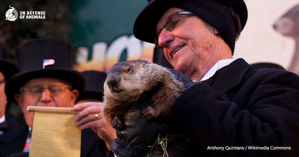 Celebrate Groundhog Day Without Terrifying Groundhogs