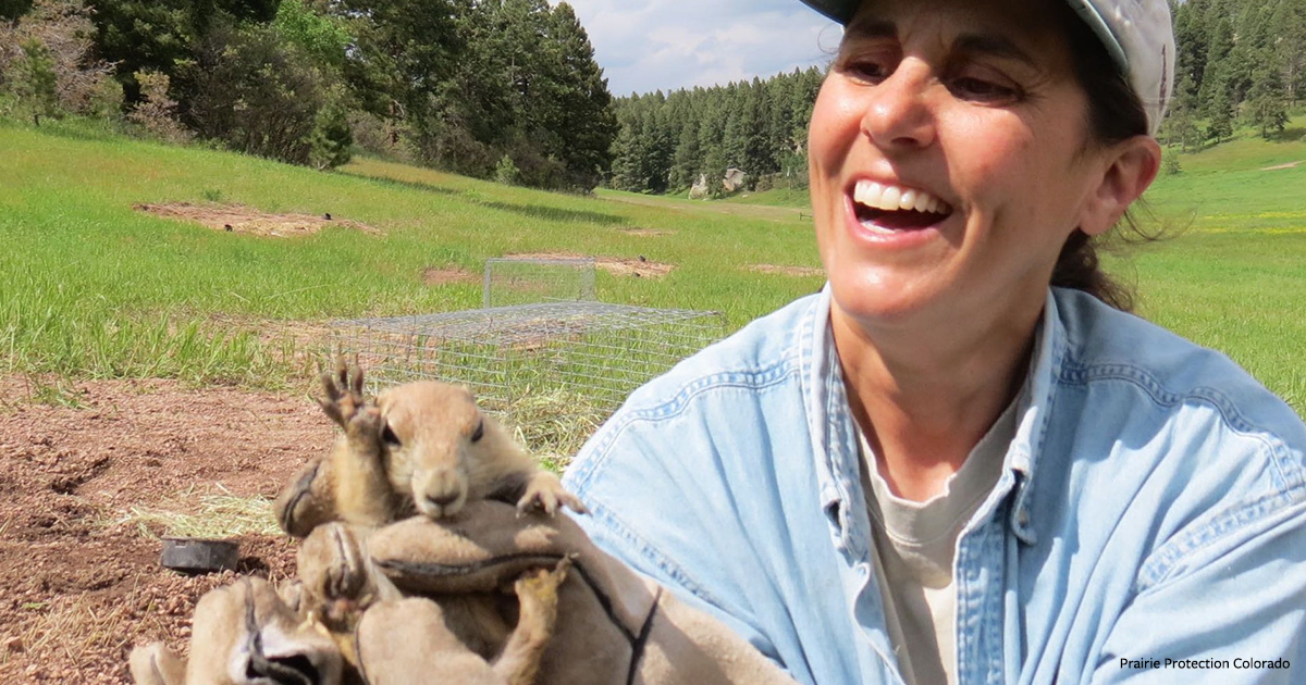 Victory! Prairie Dogs Moved Out of Bulldozers’ Way
