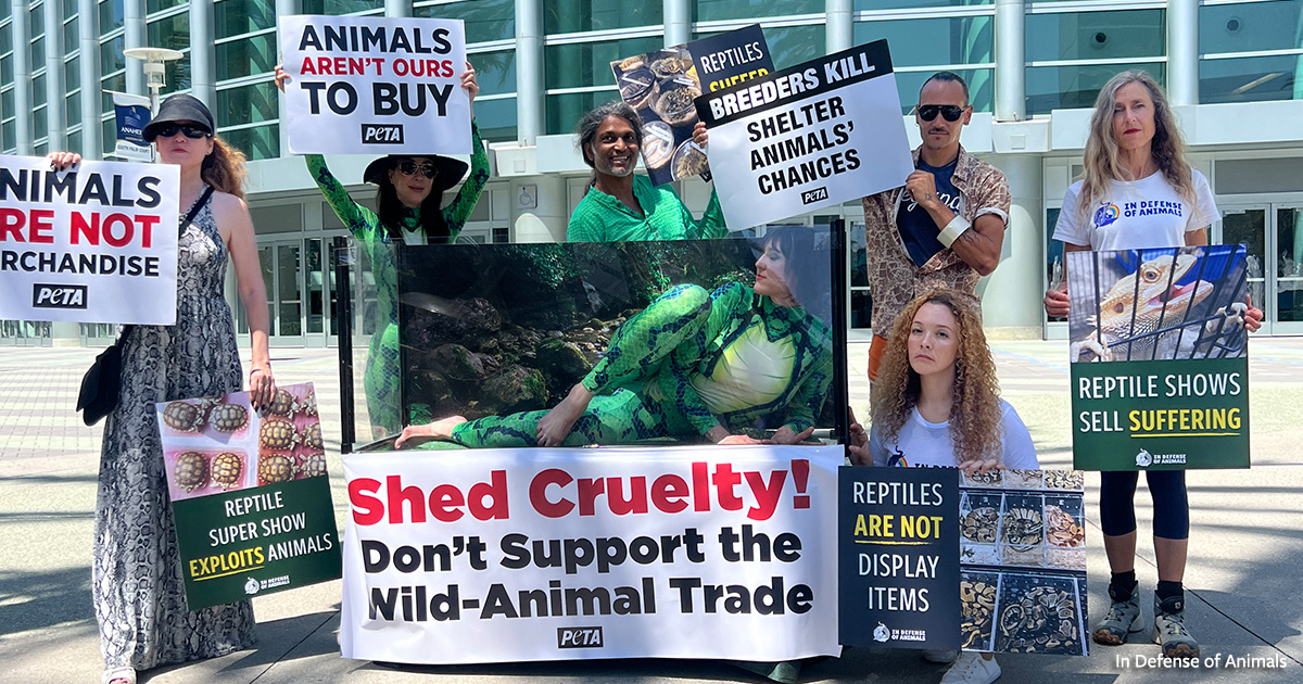 MEDIA RELEASE: WATCH: Advocates Oppose Animal Cruelty at the Reptile ...