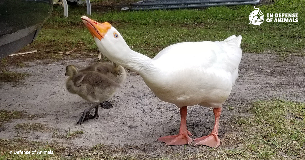 Where’s Roscoe? Community Geese Are Disappearing at Surfside Beach in ...