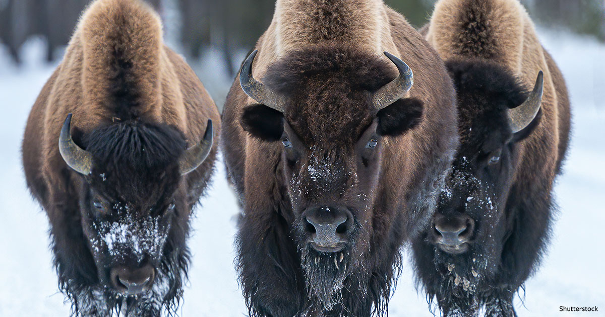 Bison Slaughter