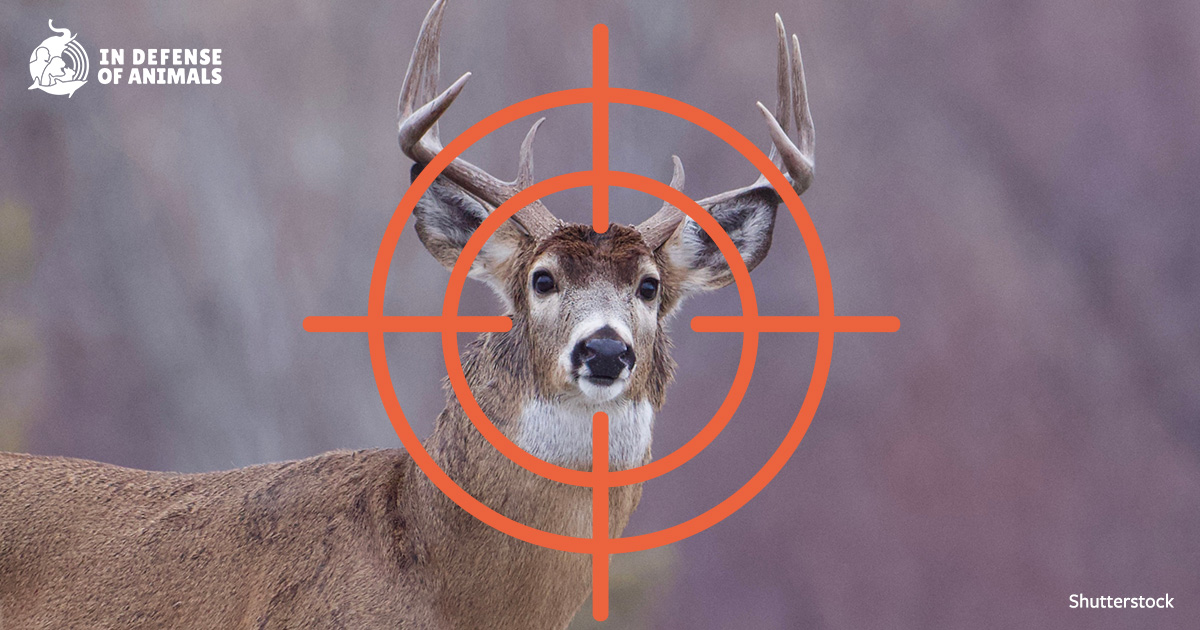 Protect Michigan Deer with Humane, Non-Lethal Solutions