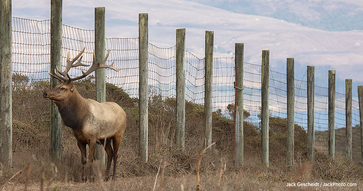 Elk Fence