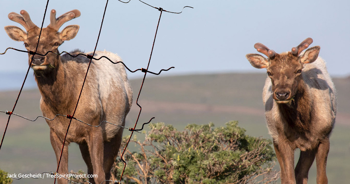 Support NPS Decision To Free Tule Elk & Oppose Cattlemen's Opposition