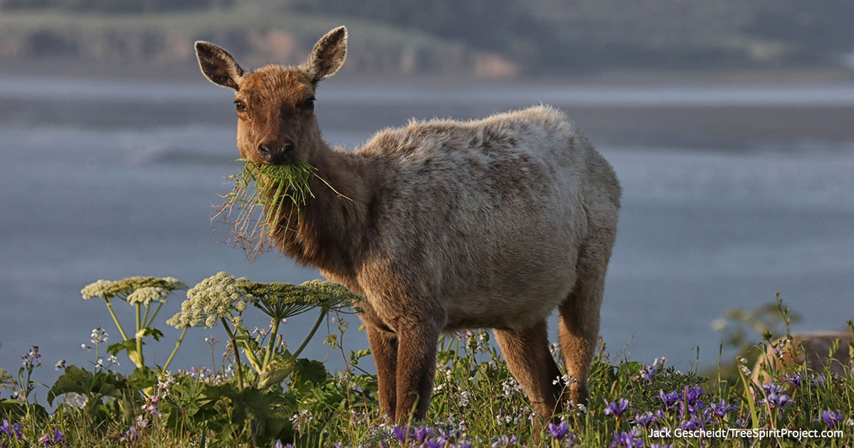 Victory at Point Reyes National Seashore! All Tule Elk Freed. Most ...