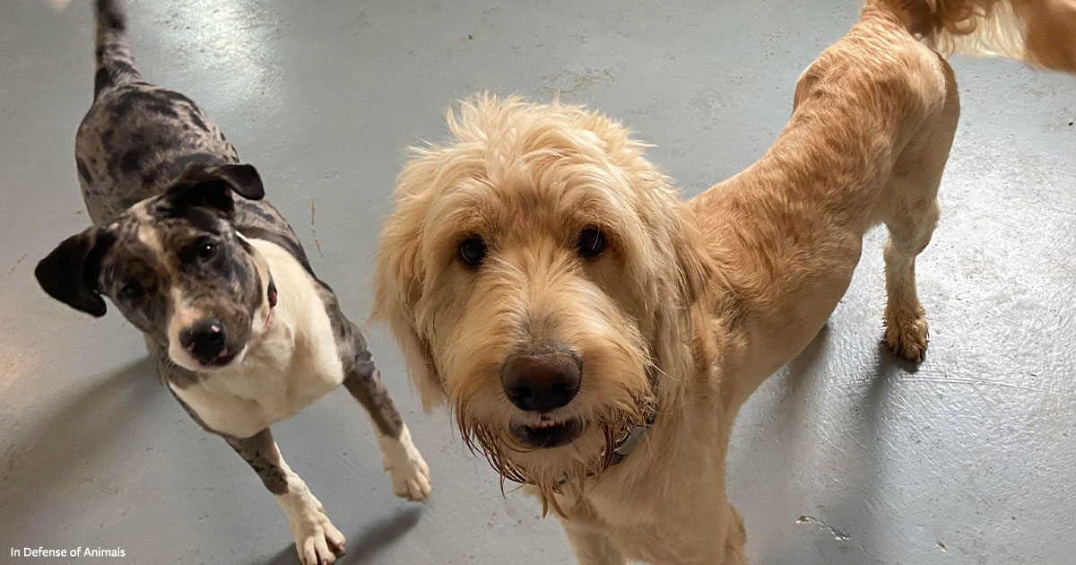 Goldendoodle Hit by Car While Missing is Now Safe at Our Sanctuary