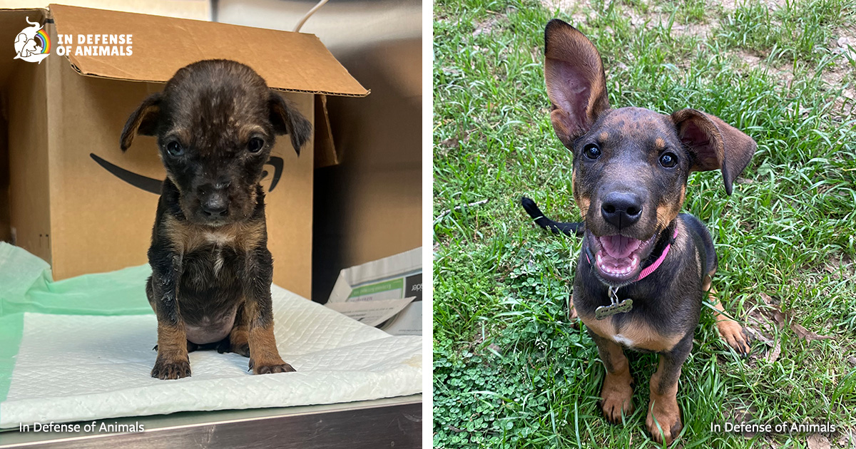 WATCH: Sick & Tiny Puppy Goes from Barely Surviving to Thriving